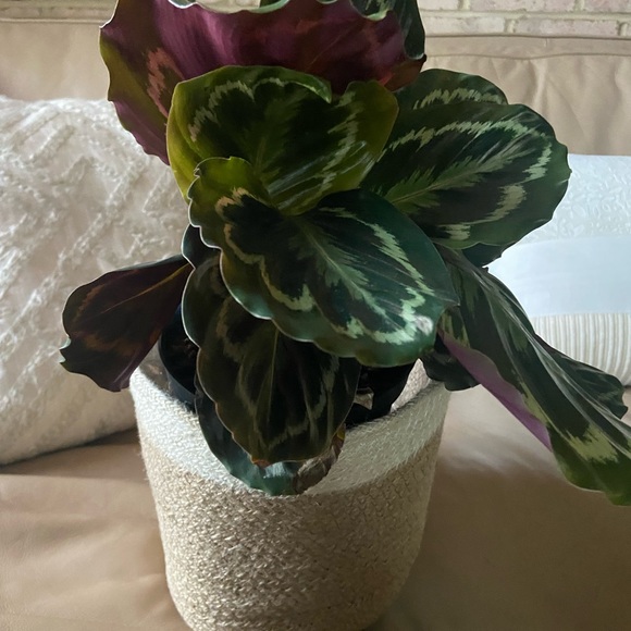 Accents | Organic Jute Flower Pot Storage Container New Tan Cream ...